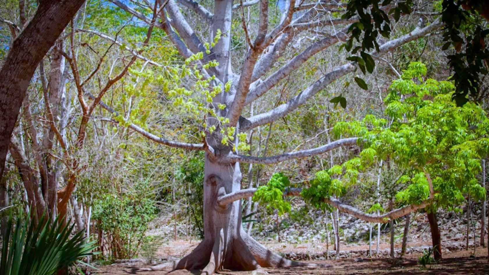 La Ceiba: El Árbol Sagrado que Conecta el Universo Maya | Circuitos México